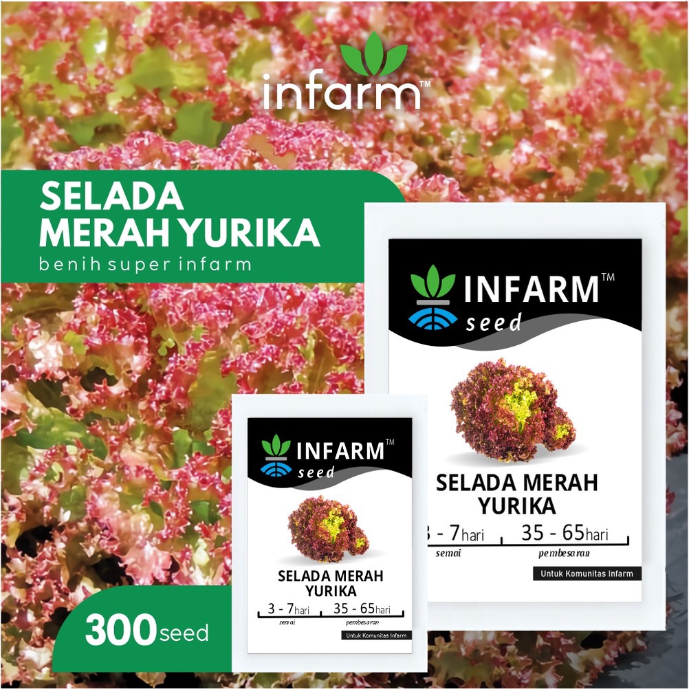 Jual INFARM - Benih Super Selada Merah Yurika | Shopee Indonesia