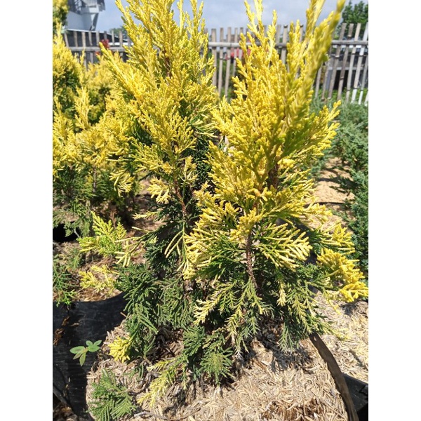 Jual Tanaman hias pohon Cemara viking china | Shopee Indonesia