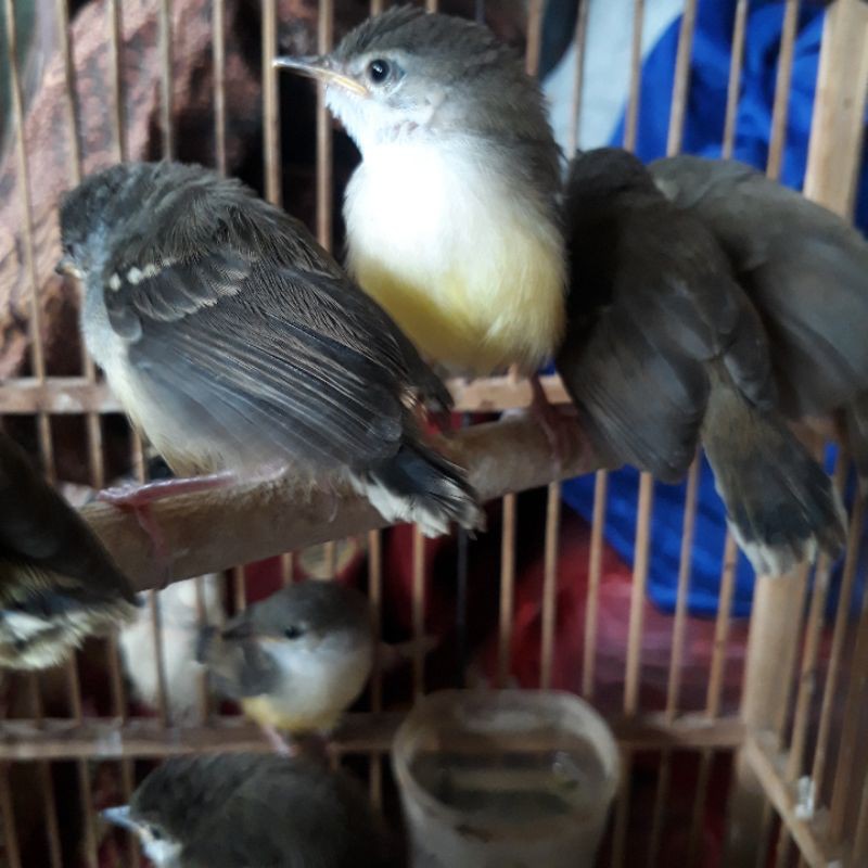Jual burung ciblek semi anakan lolohan | Shopee Indonesia