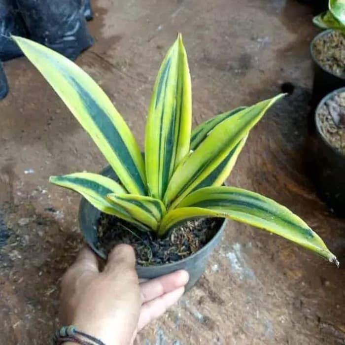 Jual Promo!! Tanaman hias sansevieria golden frame - sansivera ...