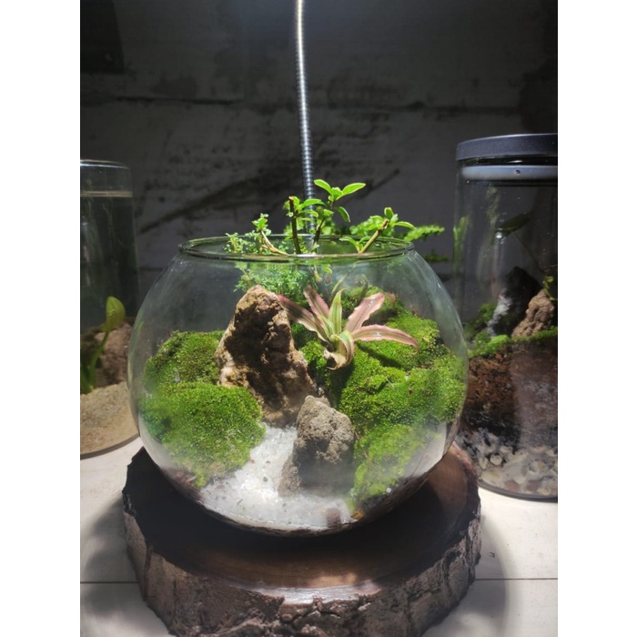 Jual River Garden | Terrarium | Kado Tanaman | Gift Plant | Shopee ...
