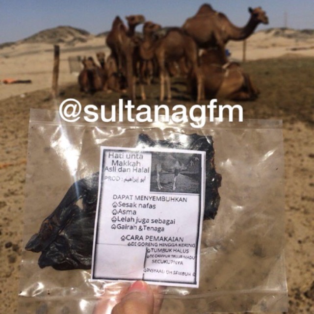 Jual Hati unta onta perawatan sesak nafas Asma | Shopee Indonesia