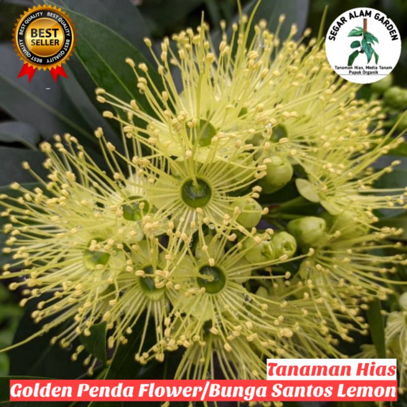 Jual Golden Penda Flower - Xanthostemon Chrysanthus - Bunga Santos ...