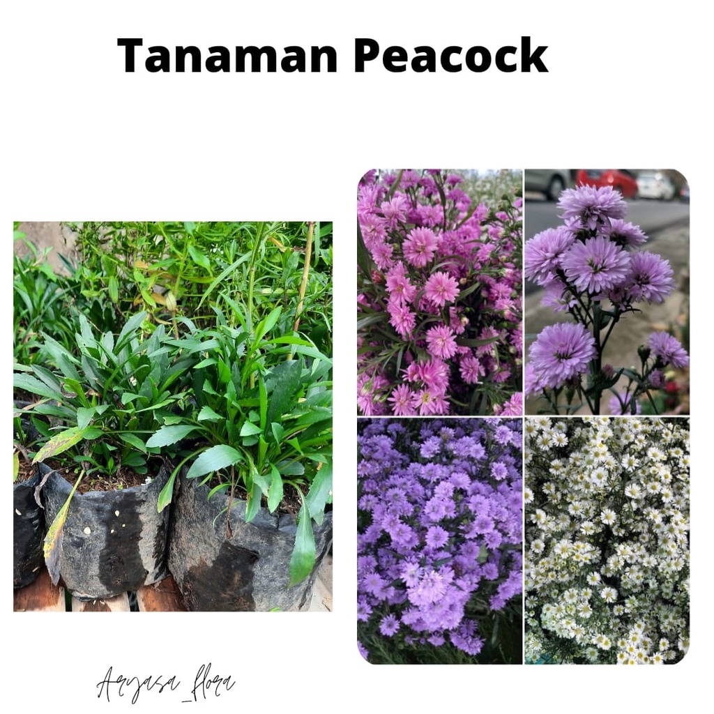 Jual Tanaman Bunga Aster Peacock /Pikok Aster Bisa Pilih Warna | Shopee ...