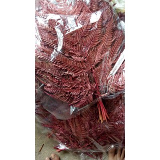 Jual Daun pakis merah (5-6 batang) | Shopee Indonesia