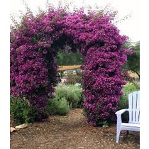 Jual Bibit Tanaman hias Bunga bugenvil varigata/tanaman pagar boegenvil ...