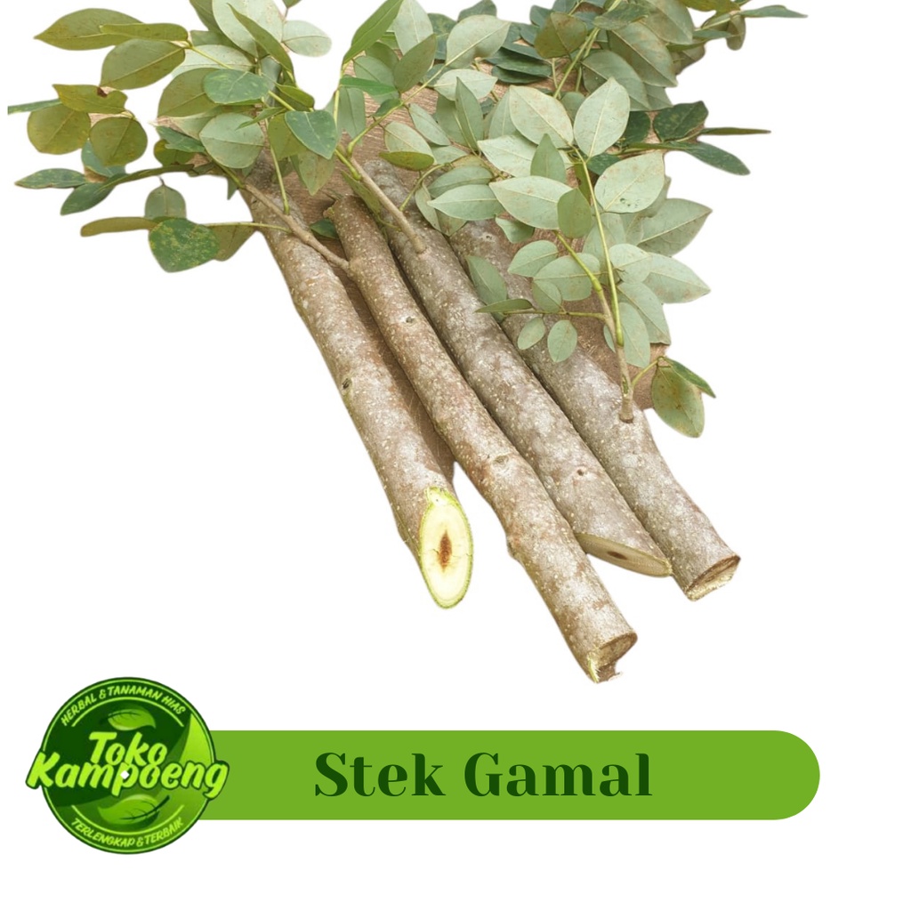 Jual Stek Batang Gamal - stek gamal media tanaman rambat vanili lada ...
