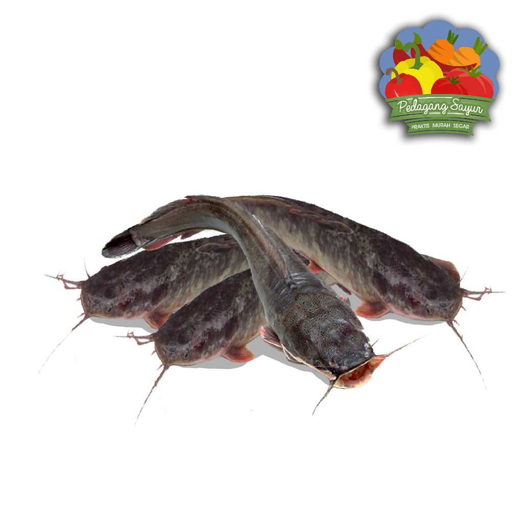 Jual Ikan Lele Segar - 500 Gram | Shopee Indonesia