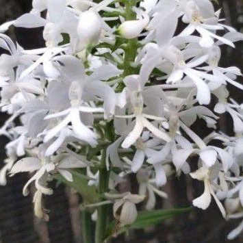 Jual ANGGREK CYMBIDIUM - anggrek tanah calanthe triplicata putih ...