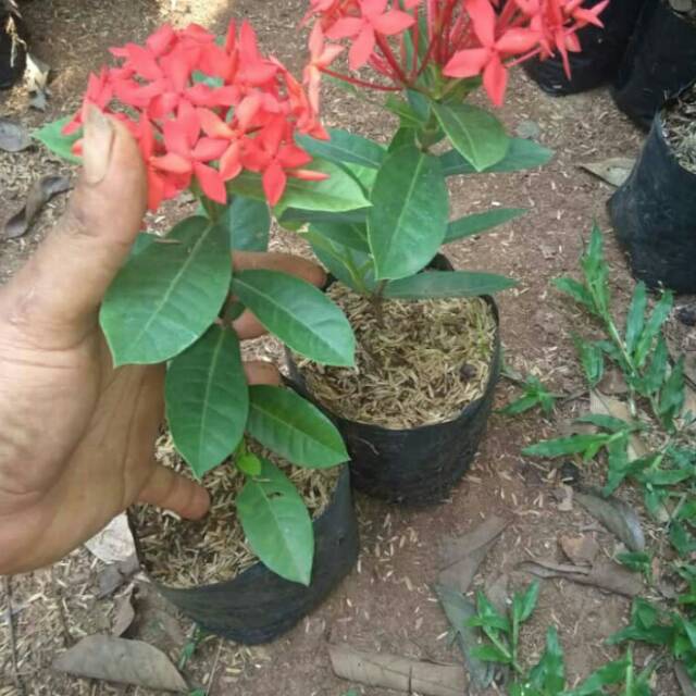 Jual Tanaman hias shoka bunga merah&soka merah | Shopee Indonesia
