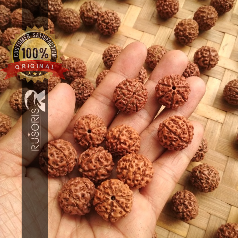 Jual Manik Gelang 20 mm Jenitri Jumbo Rudraksha Asli Genitri | Shopee ...
