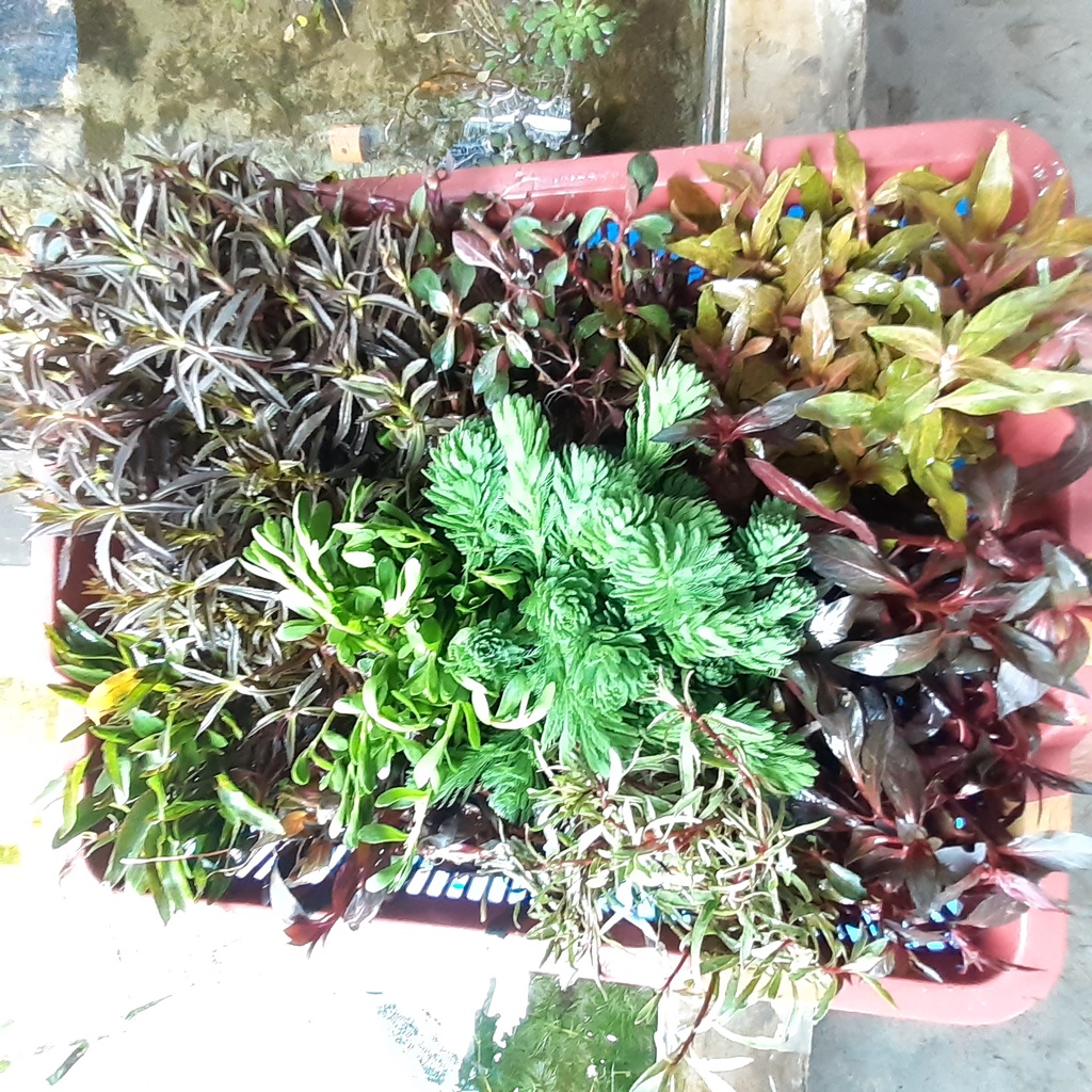 Jual Paket Hemat Mix 100 Batang Tanaman Aquascape - Paket Tanaman ... Jual Paket Hemat Mix 100 Batang Tanaman Aquascape - Paket Tanaman ...