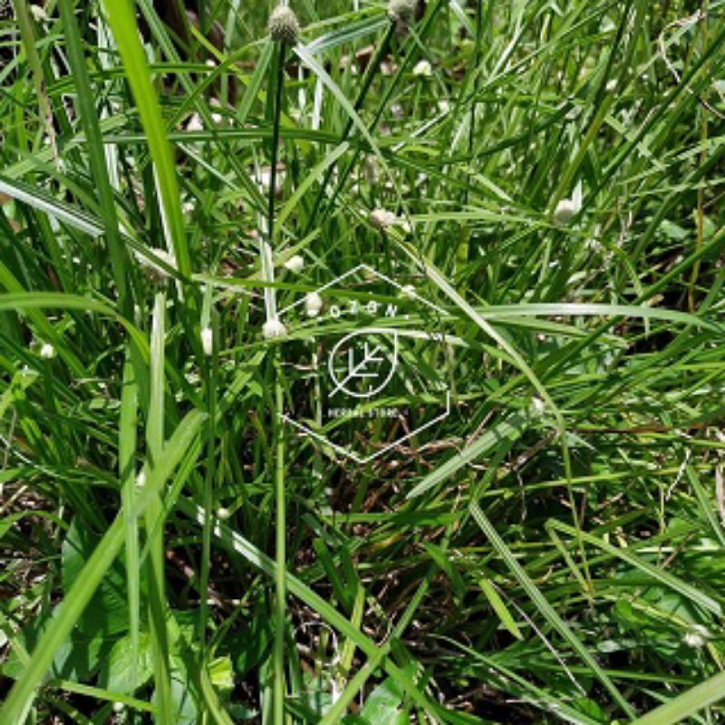 Jual Rumput Jukut Pendul Fresh 1kg | Shopee Indonesia