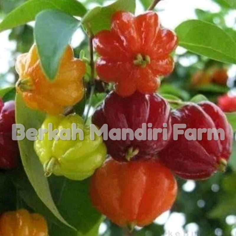 Jual Dewandaru / Siyanto / bibit dewandaru / Cermai belanda | Shopee ...