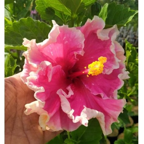 Jual Tanaman hias bunga sepatu warna baru Pinky Wave - bunga hibiscus ...