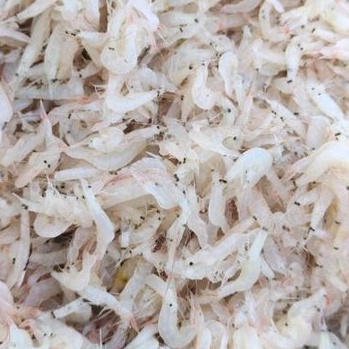Jual Udang Reborn Basah Udang Baby Premium ±1kg | Shopee Indonesia