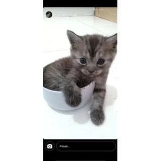 Jual Kitten Munchkin Terlengkap & Harga Terbaru Juli 2025 | Shopee ...