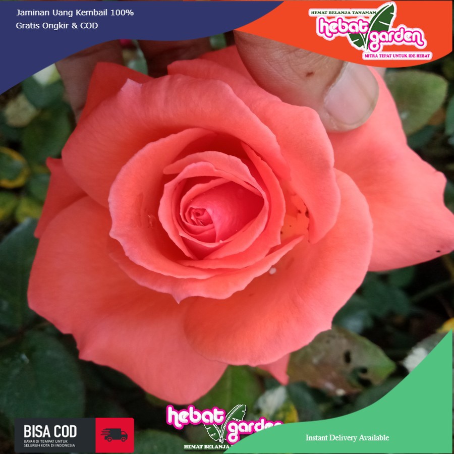 Jual Mawar merah bata | Shopee Indonesia