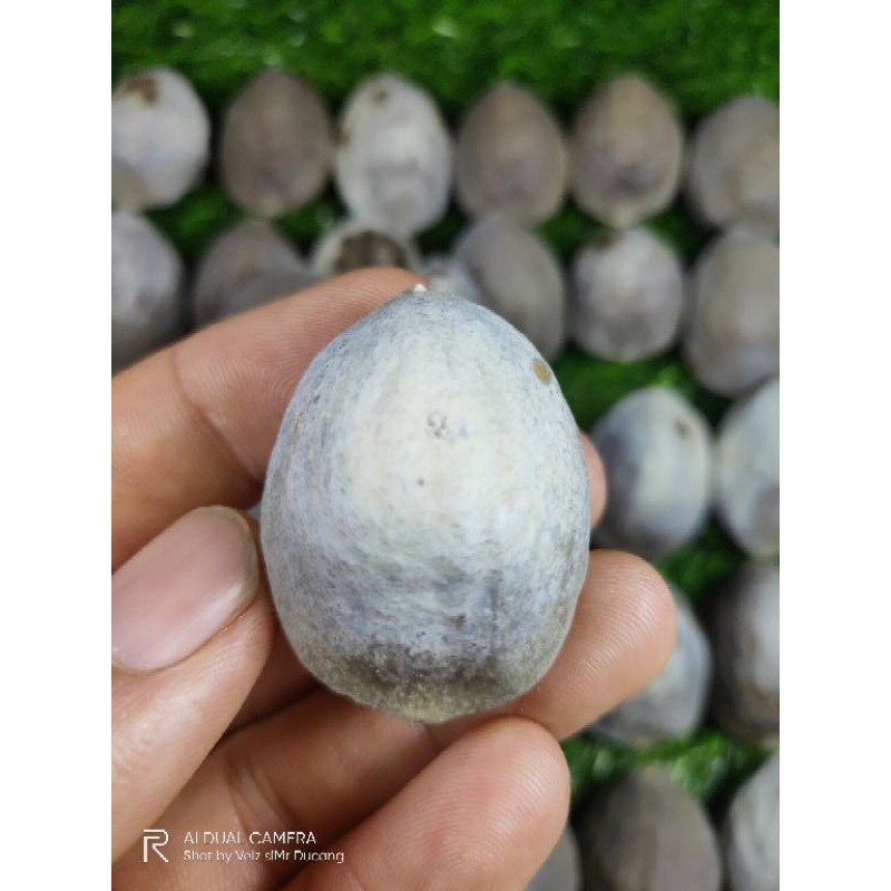 Jual MUNCANG ADU JAWA PEDANG SULTAN ORI 100% | Shopee Indonesia
