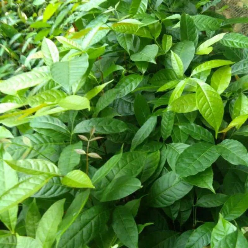 Jual 10 bibit pohon kayu mahoni/ bibit mahoni. | Shopee Indonesia