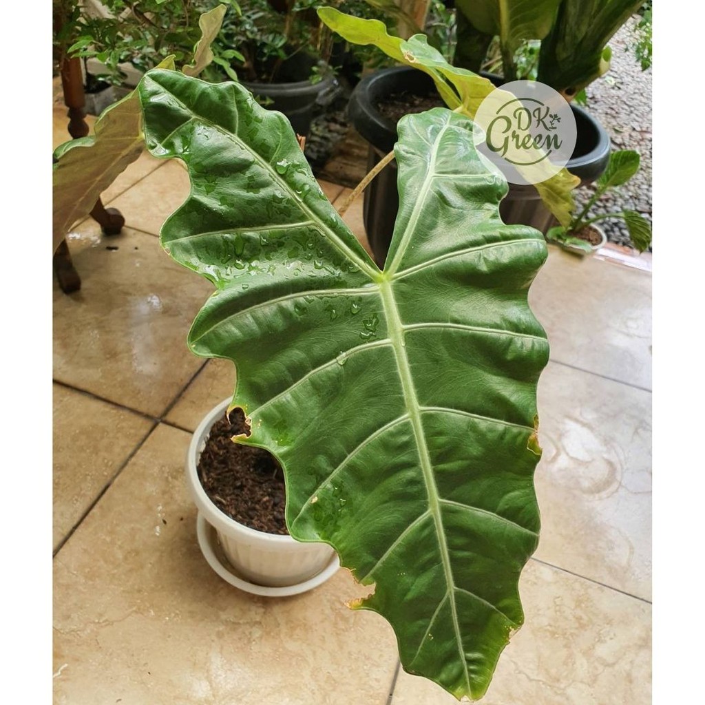Jual Tanaman Keladi Tengkorak | Shopee Indonesia