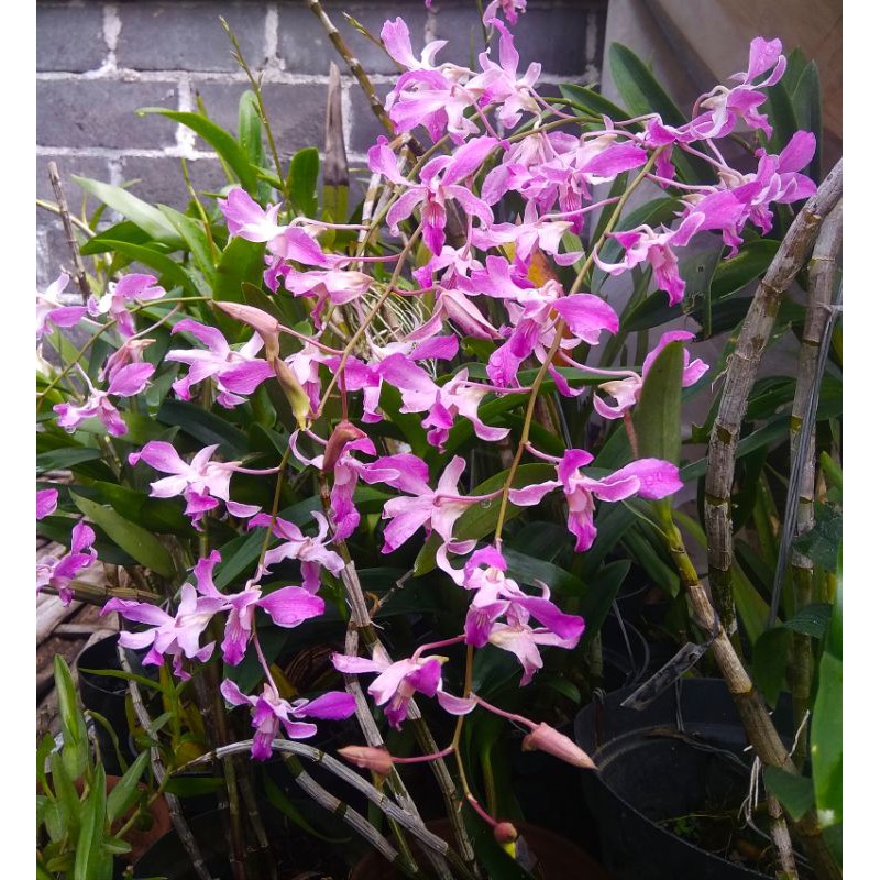 Jual Dendrobium Superbien | Shopee Indonesia