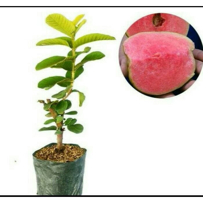 Jual Bibit Jambu Kristal Merah Okulasi Terbaik - WISATA AGROTANI ...