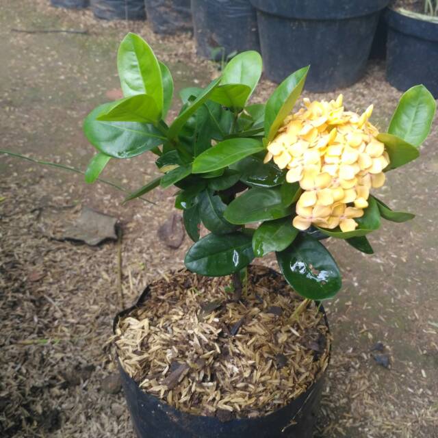 Jual Tanaman hias bunga asoka hawaii kuning - soka hawai bunga kuning ...