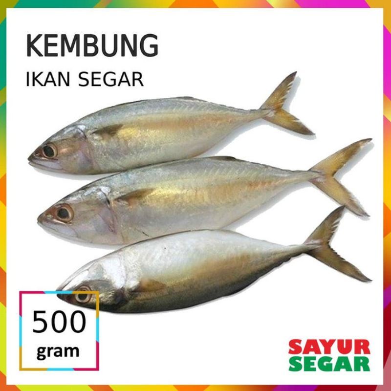 Jual 500 gram ikan kembung basah isi 4 atau 5 ekor fresh segar | Shopee ...