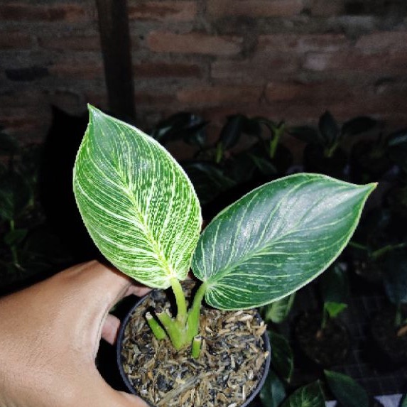 Jual PROMO Tanaman Hias Phillow Philow Philo Congo Tanaman Hidup Bunga ...