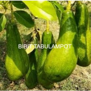 Jual alpokat jago | Shopee Indonesia