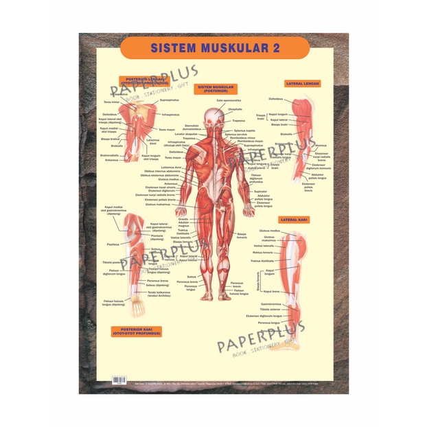 Jual Poster Kedokteran / Kesehatan / Sistem Muskular 2 | Shopee Indonesia