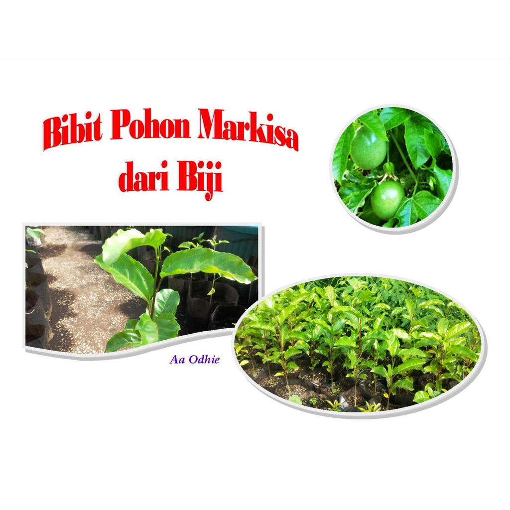 Jual Pohon Buah Markisa dari Biji Passiflora Edulils | Shopee Indonesia