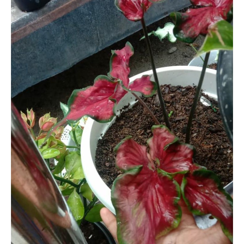 Jual Caladium RED BUTTERFLY | Shopee Indonesia
