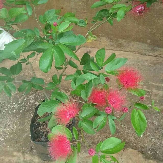 Jual Tanaman hias bunga kali andra | Shopee Indonesia