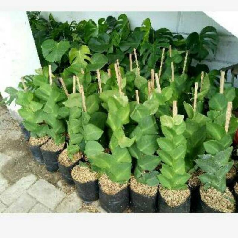 Jual tanaman dolar rambat daun lebar (Ficus pumila)- tanaman merambat ...