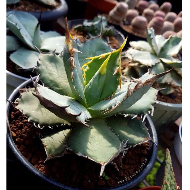 Jual Agave Titanota | Shopee Indonesia