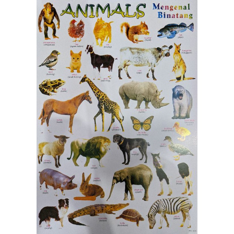 Jual POSTER EDUKASI HEWAN KARNIVORA/HERBIVORA/ANAIMASI HEWAN | Shopee ...