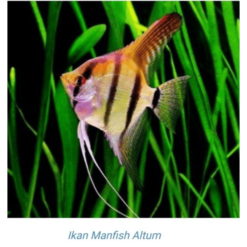 Jual IKAN HIAS MANFISH ALTUM ANGLE FISH | Shopee Indonesia