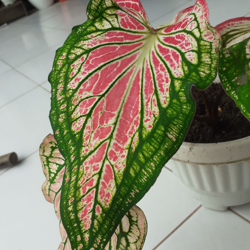 Jual Tanaman Hias Caladium Wayang / Keladi Wayang | Shopee Indonesia