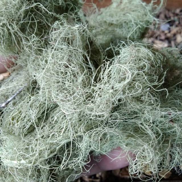 Jual Herbal Kayu Angin 100gr / 500gr - Rasuk Angin - Akar Angin ...