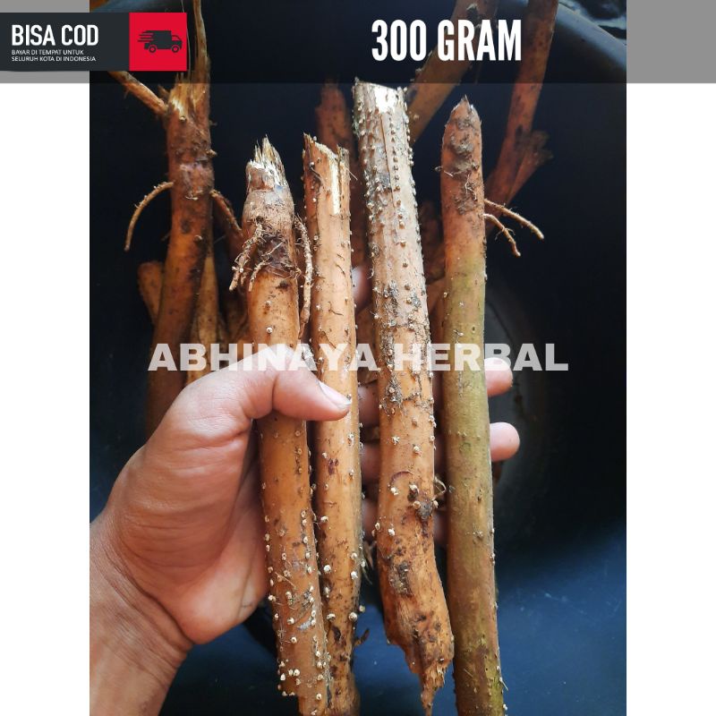 Jual Akar Pinang Segar - Akar jambe basah fresh 300gr | Shopee Indonesia