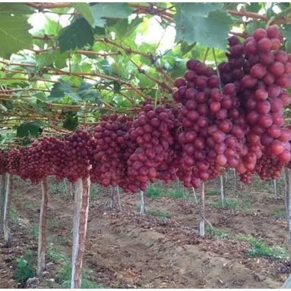 Jual Bibit Anggur Import Bogema Asli Grafting | Shopee Indonesia