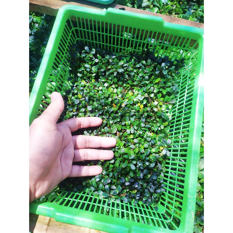 Jual Bucephalandra mini micro Melawi porsi keranjang | Shopee Indonesia