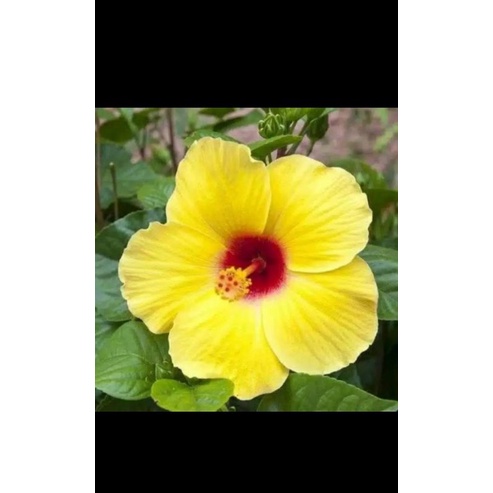 Jual COD Tanaman hias kembang sepatu bunga kuning / tanaman kembang ...