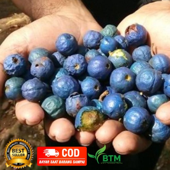 Jual Benih biji Pohon Genitri Jenitri Siap Tanam/benih bibit/benih biji ...