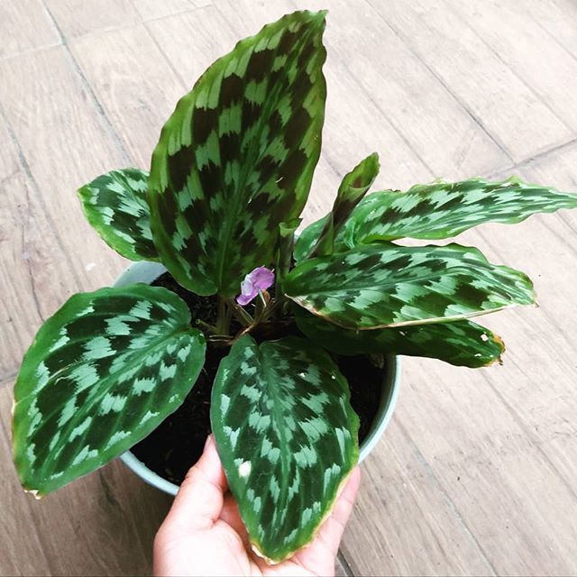 Jual tanaman calathea merak / merak bunga | Shopee Indonesia