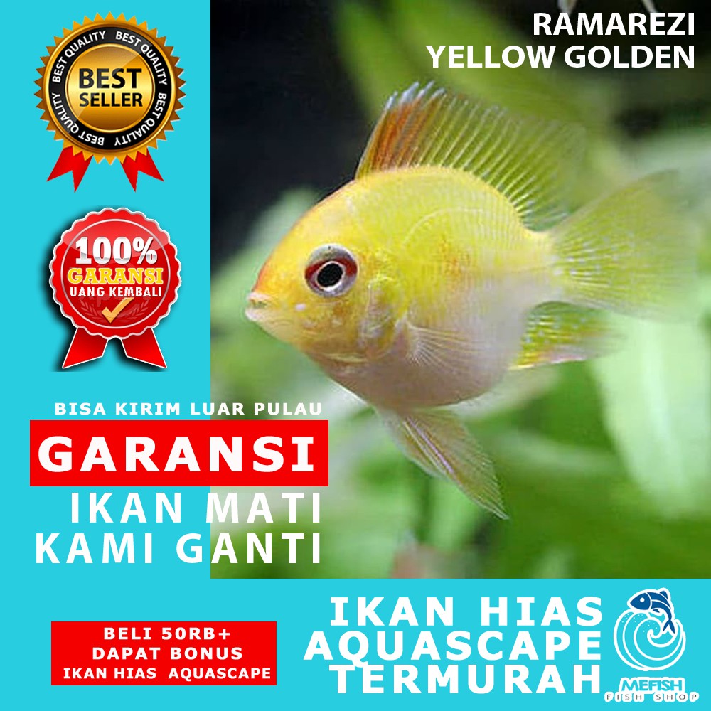 Jual Ikan Aquascape / Ikan Hias Aquascape / Ikan Hias Aquarium - MEFISH ...