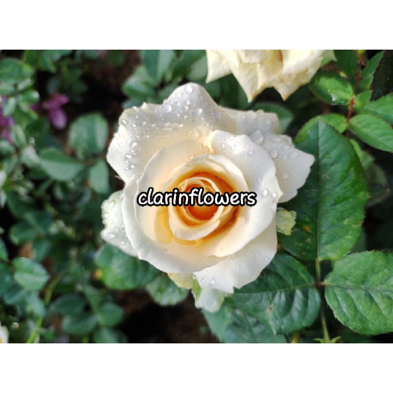 Jual Tanaman hias bunga mawar cantik kualitas super sudah berbunga ...