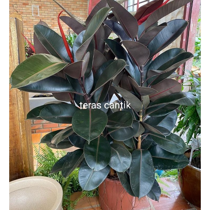 Jual Tanaman Hias karet kebo Merah Ficus Elastica | Shopee Indonesia